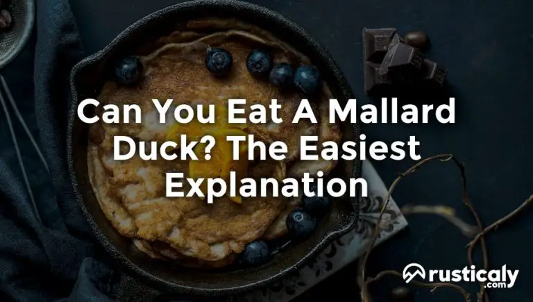 Can You Eat A Mallard Duck? The Ultimate Explanation