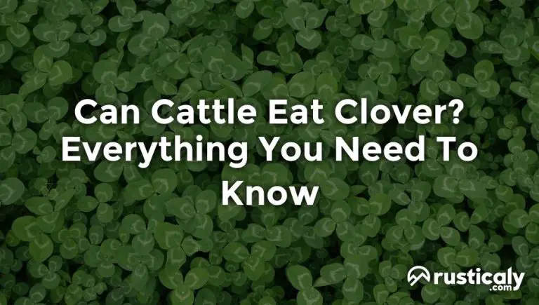 Can Cattle Eat Clover? The Most Comprehensive Answer