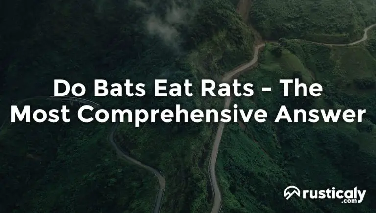 Do Bats Eat Rats ~ You Should Absolutely Know This!