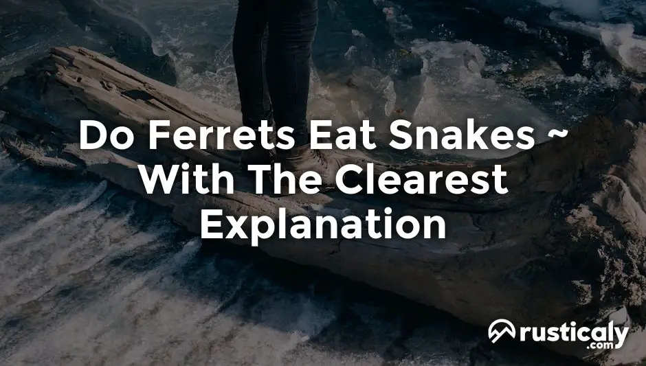 Do Ferrets Eat Snakes - Here's What You Should Know About It