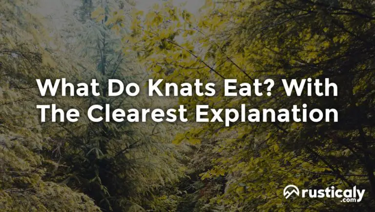 What Do Knats Eat? Here's What You Should Know About It