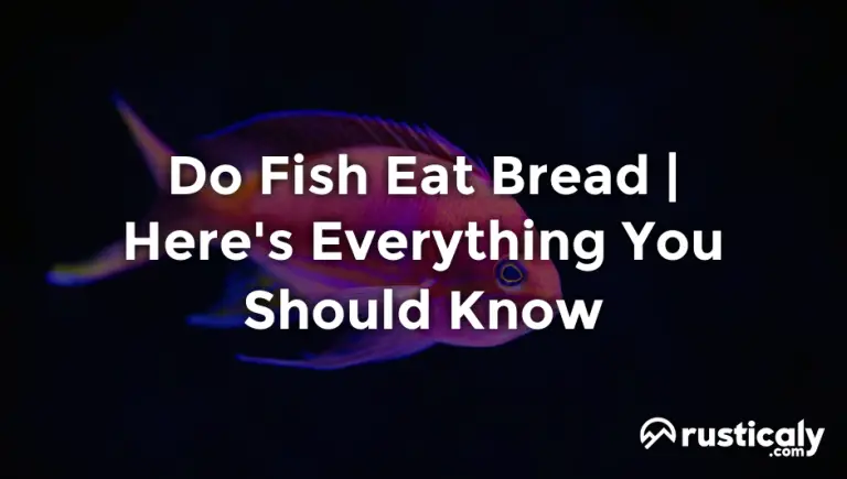 Do Fish Eat Bread • You Should Absolutely Know This!