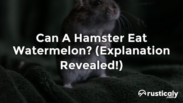 Can A Hamster Eat Watermelon? (Described for Everyone)