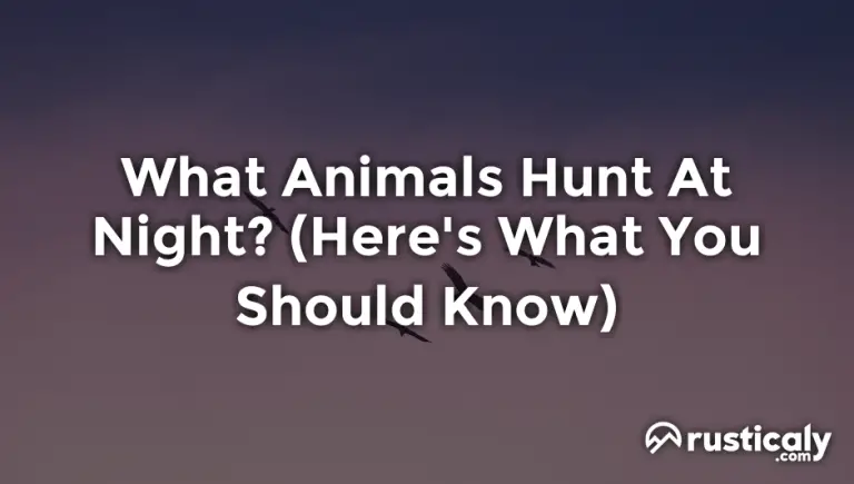 What Animals Hunt At Night? (Easily Explained Inside!)