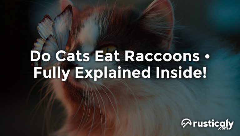 Do Cats Eat Raccoons | With The Clearest Explanation