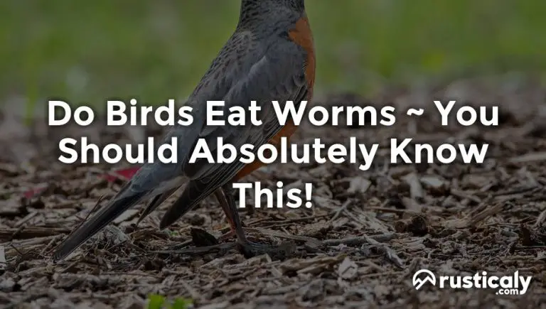 Do Birds Eat Worms - Everyone Should Know This!