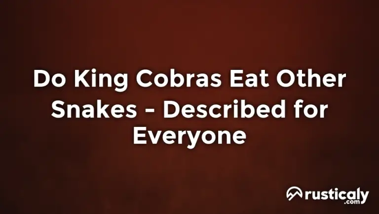 Do King Cobras Eat Other Snakes > Explanation Inside!