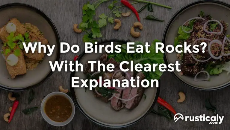 Why Do Birds Eat Rocks? Here's What You Should Know About It