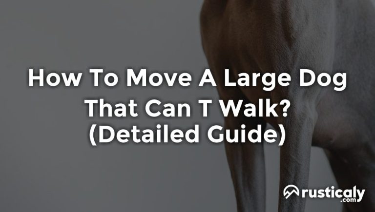 How To Move A Large Dog That Can T Walk? (Complete Answer)