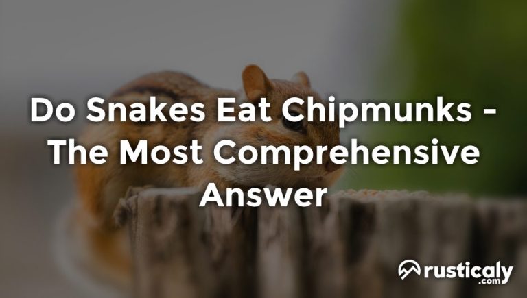 Do Snakes Eat Chipmunks | With The Clearest Explanation