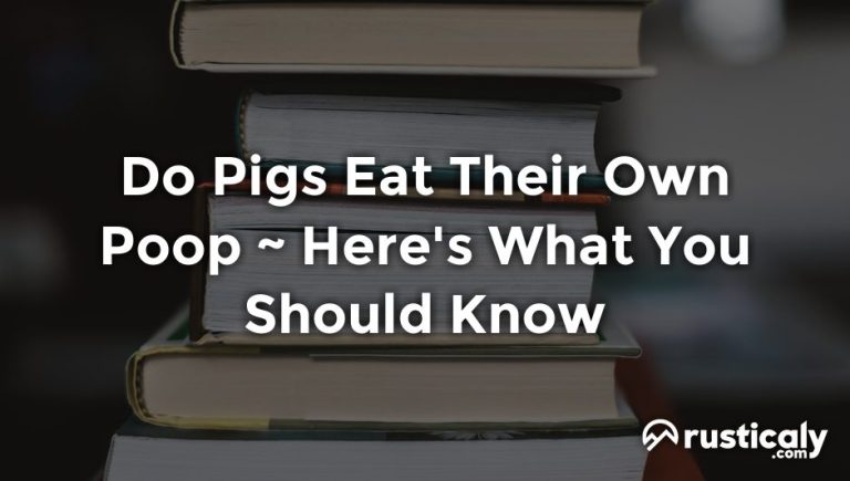 Do Pigs Eat Their Own Poop — The Ultimate Explanation
