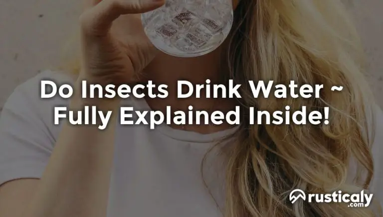 Do Insects Drink Water > Everything You Need To Know