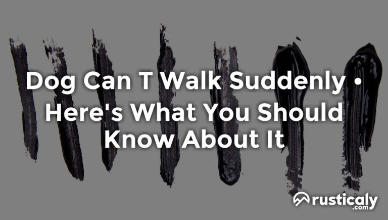 Dog Can T Walk Suddenly • The Most Comprehensive Answer