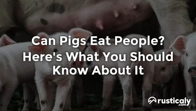 Can Pigs Eat People? Everyone Should Know This!