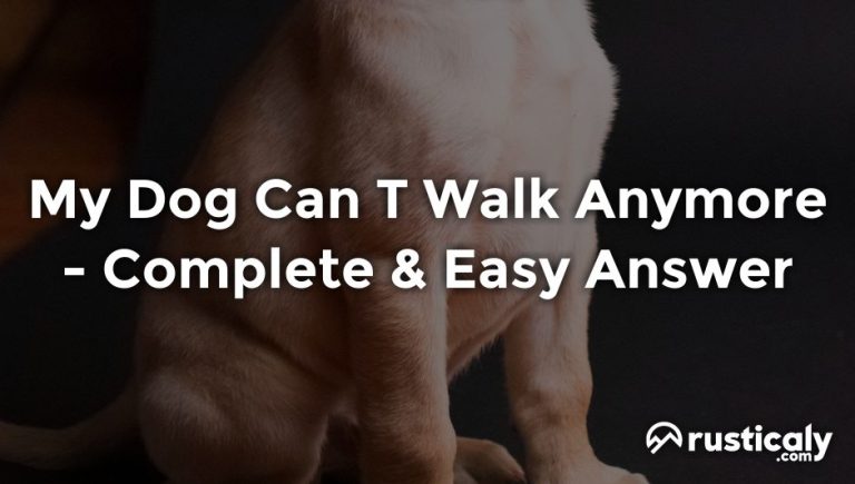 My Dog Can T Walk Anymore — Here's What People Don't Know My Dog Can T Walk Anymore — Here's What People Don't Know