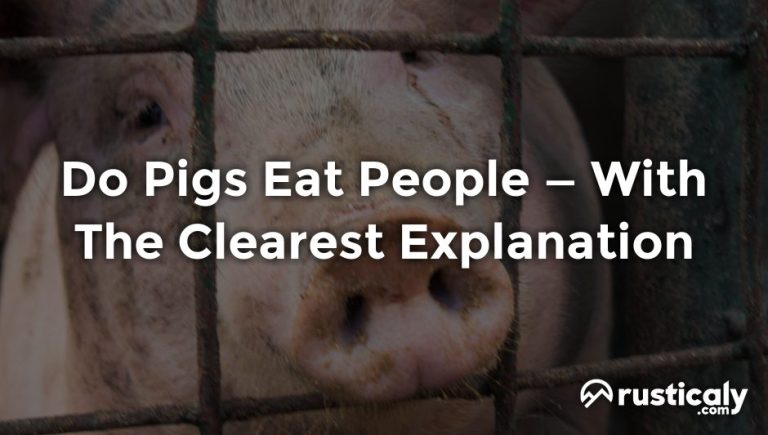 Do Pigs Eat People | Fully Explained Inside!
