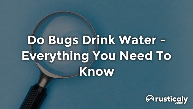 Do Bugs Drink Water | Here's What You Should Know About It