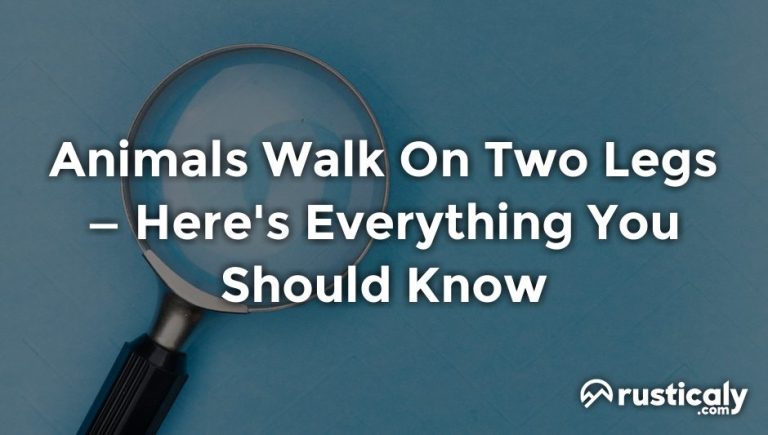Animals Walk On Two Legs ~ Everything You Need To Know