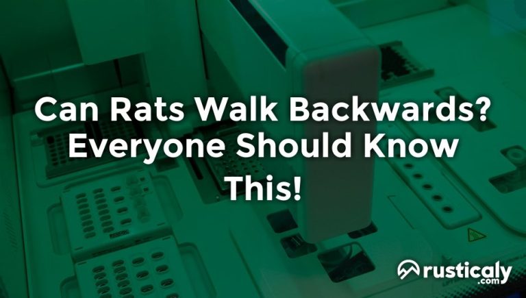 Can Rats Walk Backwards? (Fully Explained Inside!)