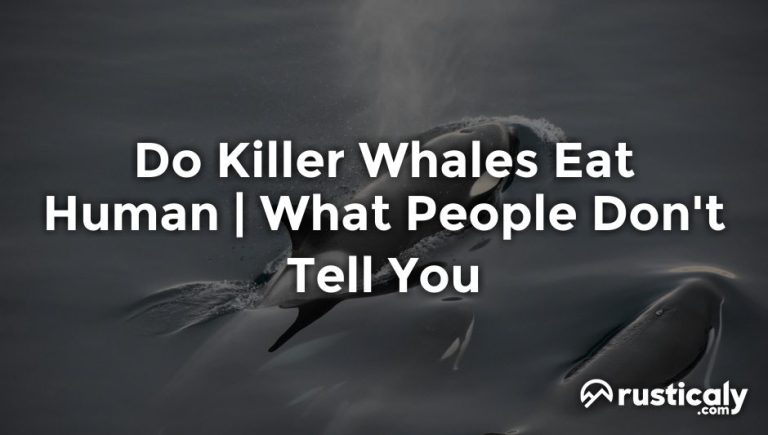 Do Killer Whales Eat Human | Read This Before Moving On!