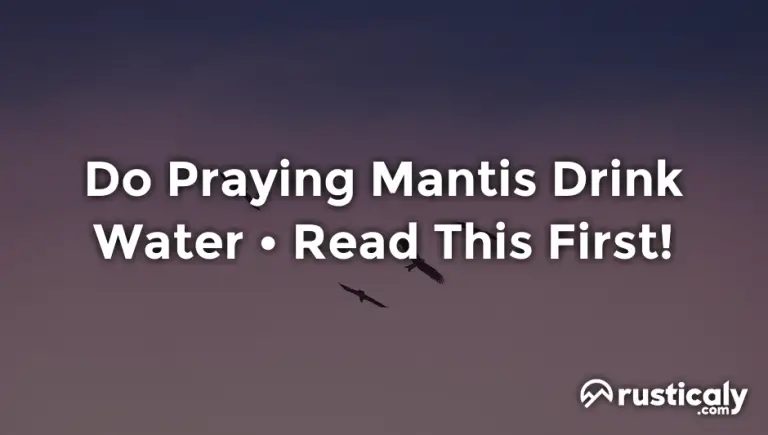 Do Praying Mantis Drink Water — Explanation Inside!