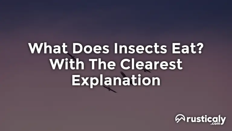 What Does Insects Eat? (Fully Explained Inside!)