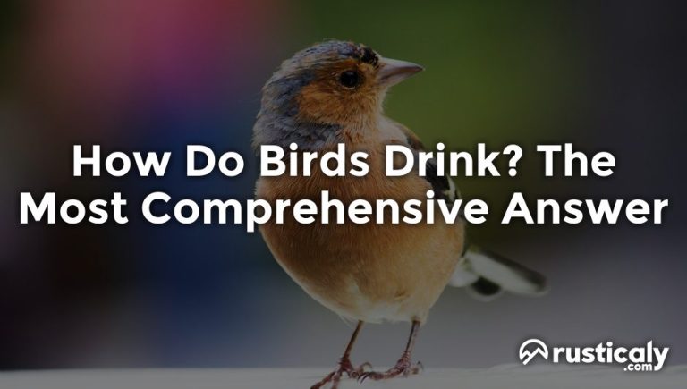 How Do Birds Drink? (Fully Explained Inside!)