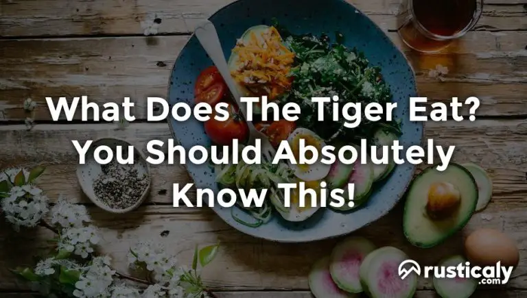 What Does The Tiger Eat? You Should Absolutely Know This!