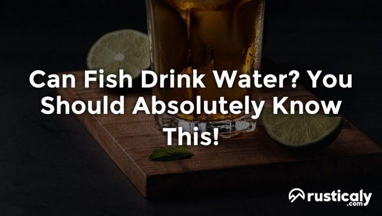 Can Fish Drink Water? Here's What You Should Know About It
