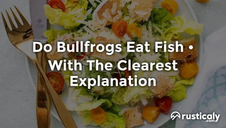 Do Bullfrogs Eat Fish • Everyone Should Know This!