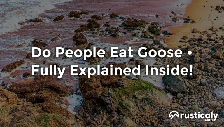 Do People Eat Goose • Here's Everything You Should Know