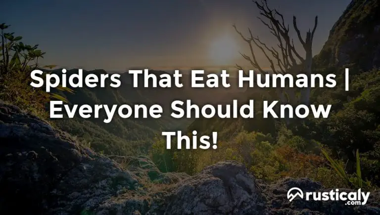 Spiders That Eat Humans > Everything You Need To Know