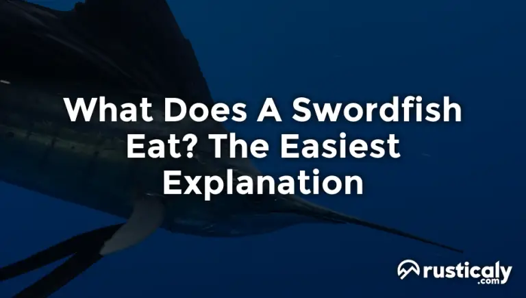 What Does A Swordfish Eat? The Ultimate Explanation