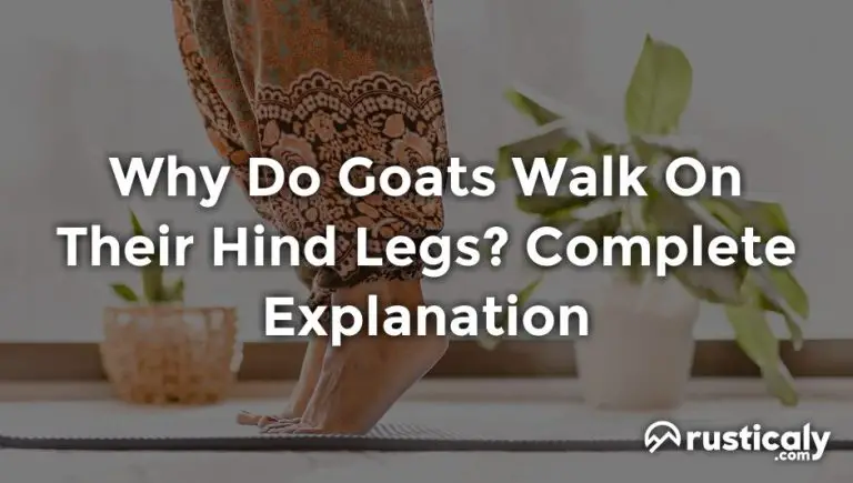 Why Do Goats Walk On Their Hind Legs? Finally Understand!