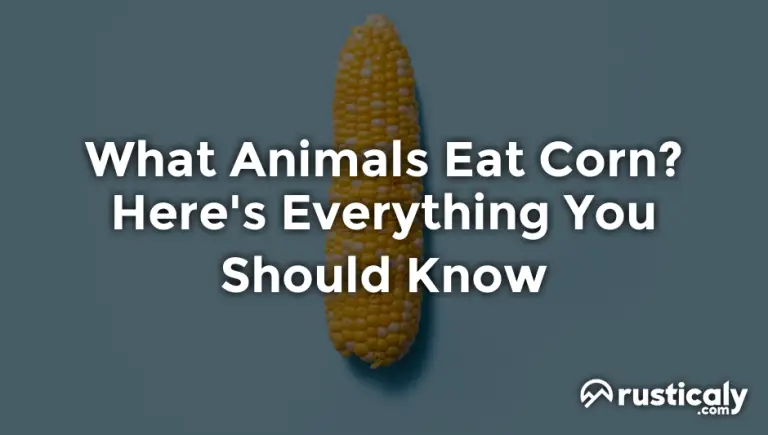 What Animals Eat Corn? (Fully Explained Inside!)