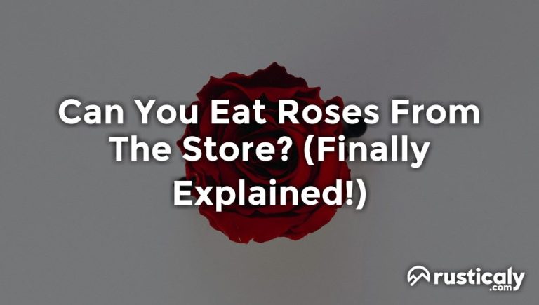 Can You Eat Roses From The Store? (Read This First!)